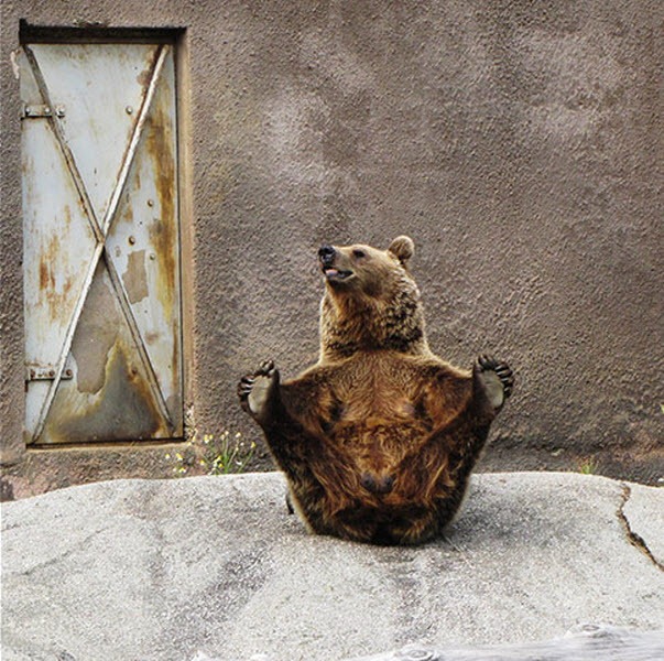 The Bear Who Practices Yoga | Amusing Planet